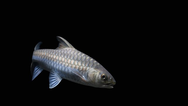 Neolissochilus cf. Stracheyi | MonsterFishKeepers.com