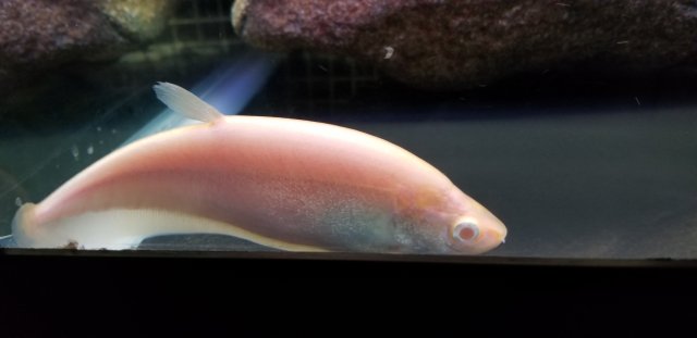 Notopterus Notopterus