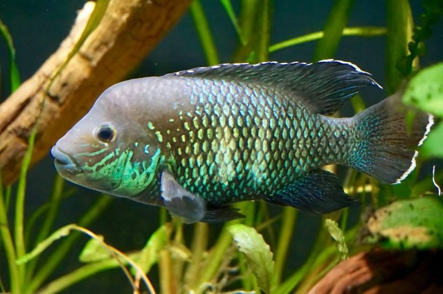 Stalsbergi Keepers | MonsterFishKeepers.com