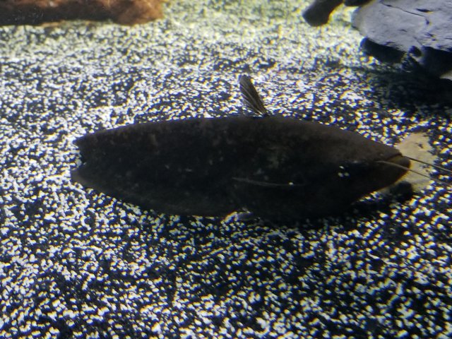 Wallago Catfish Care | MonsterFishKeepers.com