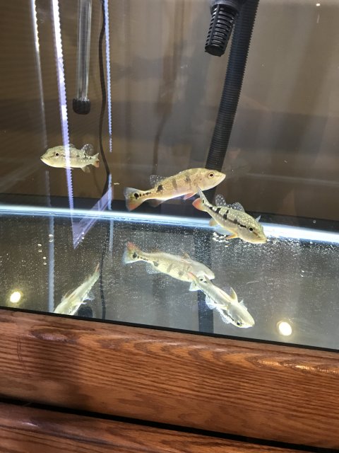 Cichla pinima | MonsterFishKeepers.com