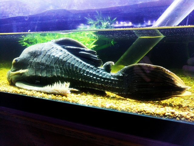 Giant Pleco