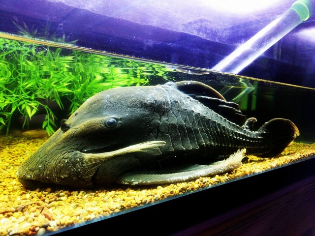 Giant Pleco