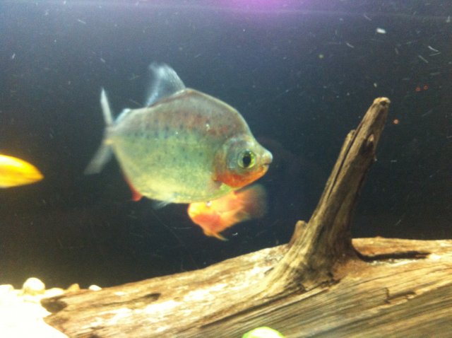 Pacu or red hook silver dollar | MonsterFishKeepers.com