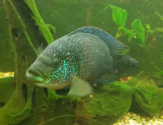 Jack Dempsey Fish Male Vs Female
