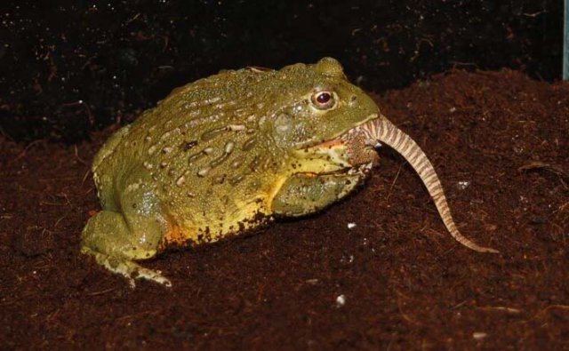 monster frogs | MonsterFishKeepers.com