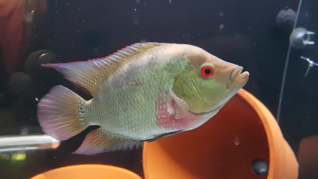 Trimac Cichlids from Rio Naranjo | MonsterFishKeepers.com