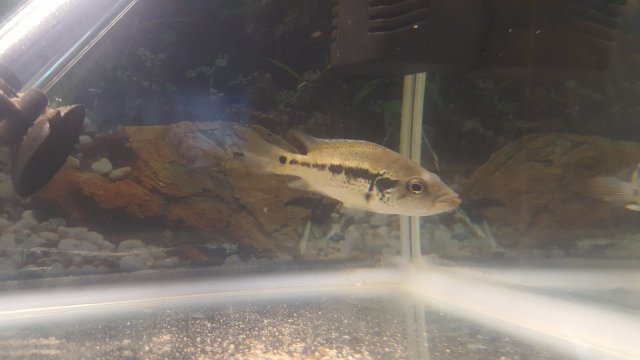 Dovii wolf cichlid male or female??? | MonsterFishKeepers.com