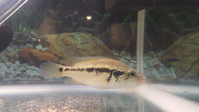 Dovii wolf cichlid male or female??? | MonsterFishKeepers.com