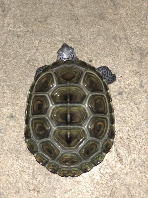 Concentric diamondback terrapin | MonsterFishKeepers.com
