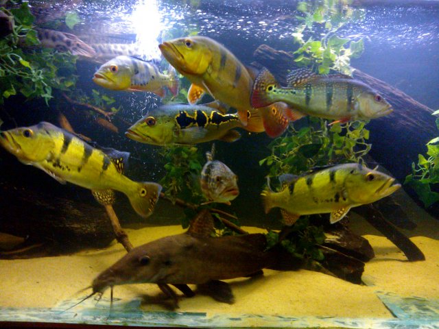 Cichla pinima | MonsterFishKeepers.com