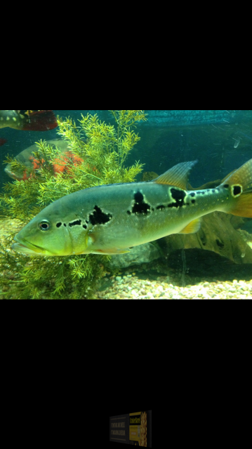 Cichla pinima | MonsterFishKeepers.com
