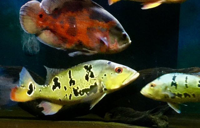 Cichla pinima | MonsterFishKeepers.com