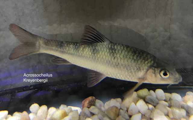 Acrossocheilus barbs | MonsterFishKeepers.com