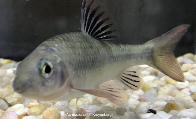 Acrossocheilus barbs | MonsterFishKeepers.com