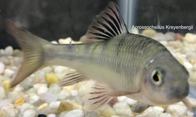 Acrossocheilus barbs | MonsterFishKeepers.com