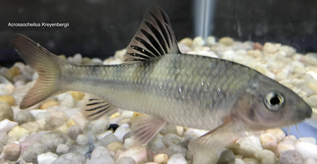Acrossocheilus barbs | MonsterFishKeepers.com
