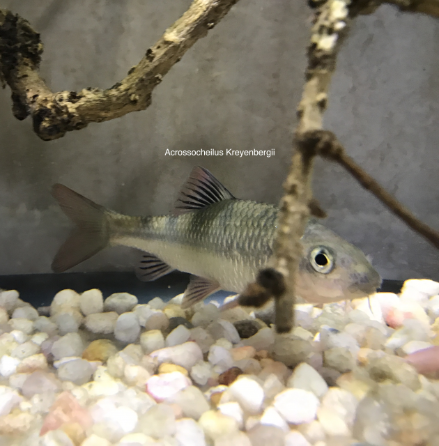 Acrossocheilus barbs | MonsterFishKeepers.com