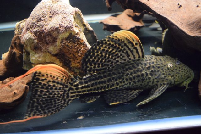 L25 Pair | MonsterFishKeepers.com