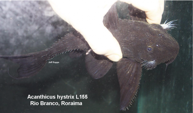 Acanthicus Hystrix care tips and random facts | MonsterFishKeepers.com