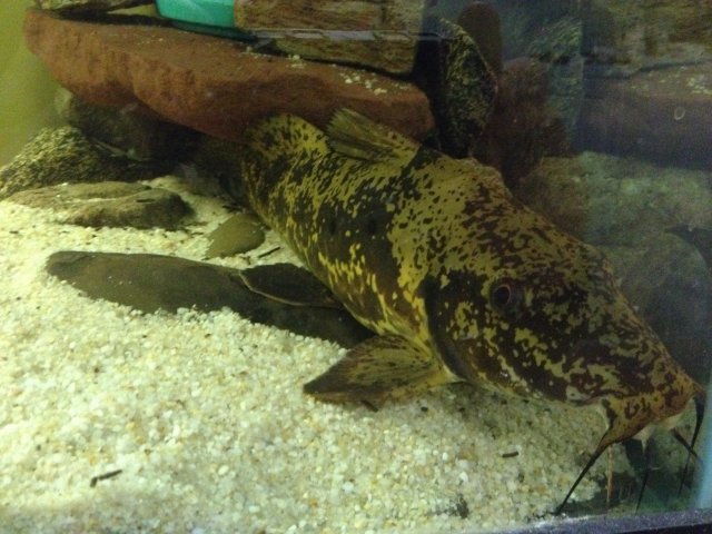 FS | ID Sharks, Sun Catfish, Pleco, Giraffe-Nosed Catfish | $0-40 ...