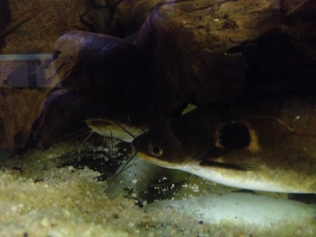 Eclipse Catfish Full Grown