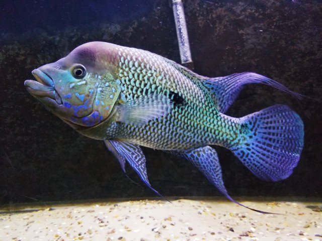 Umbee | MonsterFishKeepers.com
