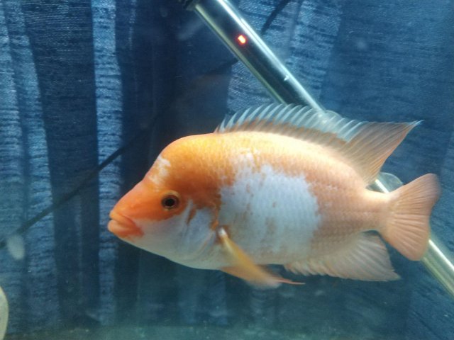 Female Midas Cichlid