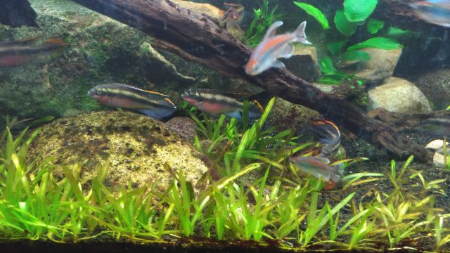 Kribensis Stream Habitat Tank | MonsterFishKeepers.com
