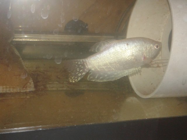 Platinum Gourami