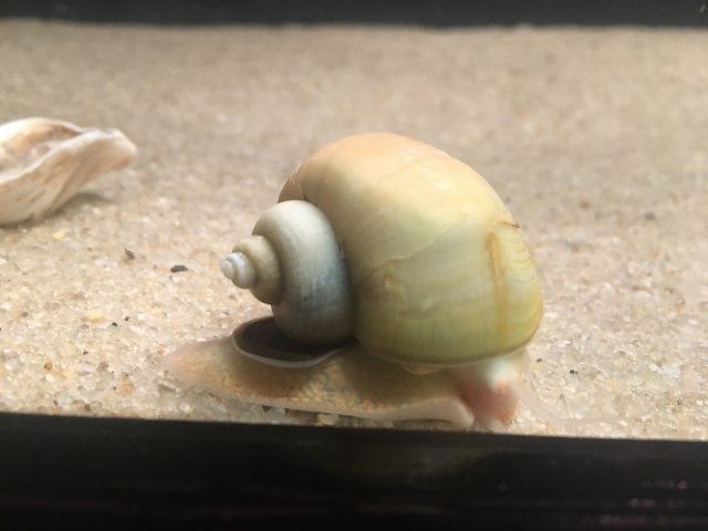 Killer snail ? | MonsterFishKeepers.com