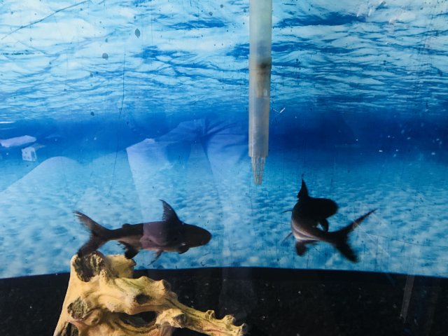 Hi fin emperor shark very rear | MonsterFishKeepers.com