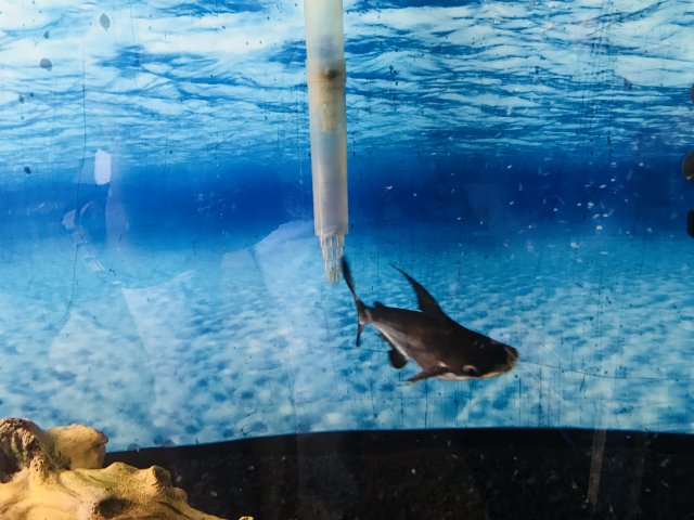 Hi fin emperor shark very rear | MonsterFishKeepers.com