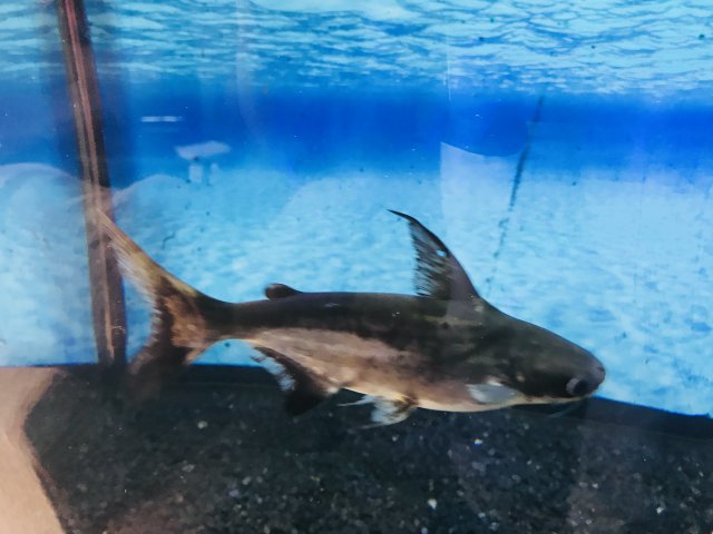 Hi fin emperor shark very rear | MonsterFishKeepers.com