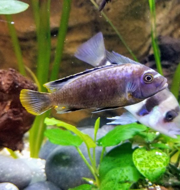 Yellow Lab Cichlid Hybrid