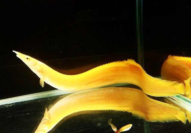 Fire Eel