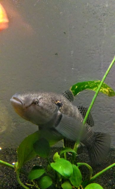 fat sleeper goby | MonsterFishKeepers.com
