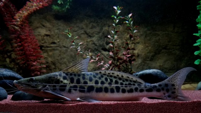 Vulture catfish | MonsterFishKeepers.com