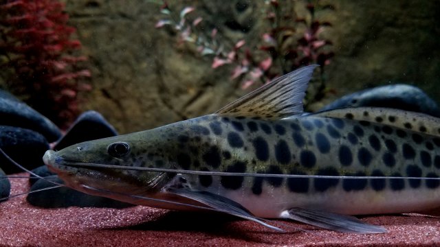 Vulture catfish | MonsterFishKeepers.com