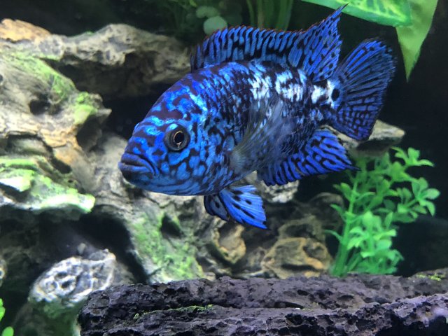 Jack Dempsey Fish Male Vs Female