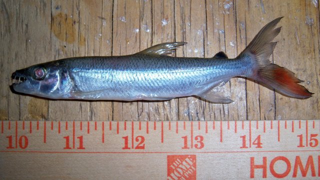 Six GATF from Wes | MonsterFishKeepers.com