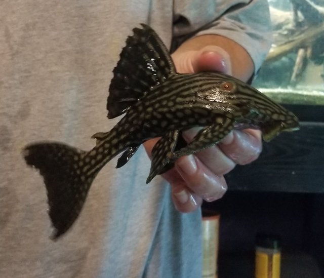 New L330 Watermelon pleco | MonsterFishKeepers.com