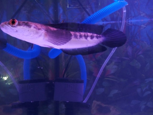 My baby emperor snakehead(channa marulioides) | MonsterFishKeepers.com
