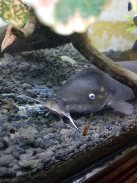 ELECTRIC CATFISH | MonsterFishKeepers.com