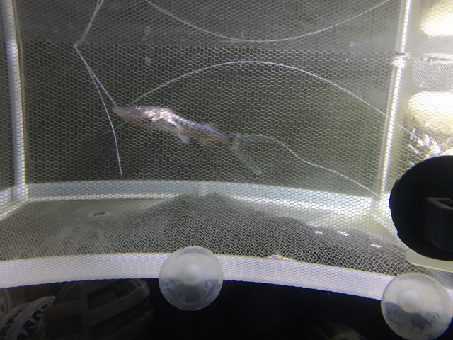 B.Fila? | MonsterFishKeepers.com