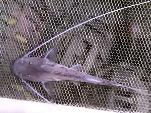 B.Fila? | MonsterFishKeepers.com