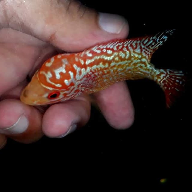 New Golden Base Fader Kamfa | MonsterFishKeepers.com