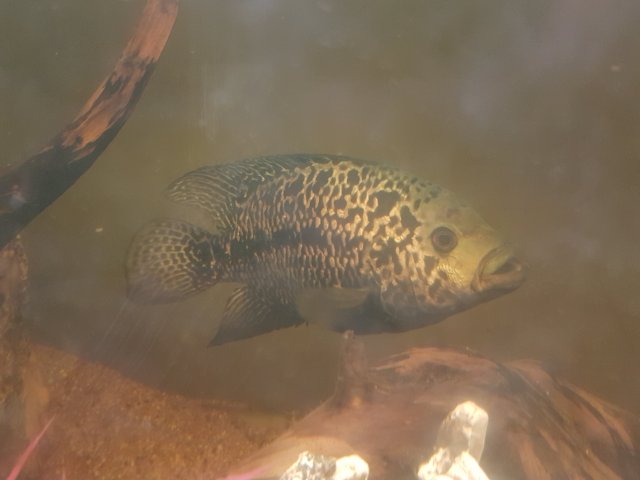 Cuban Cichlid