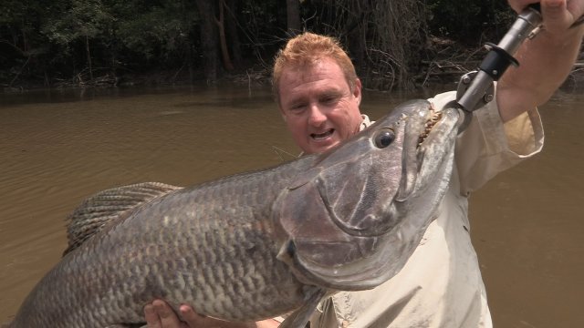 Large aimara | MonsterFishKeepers.com