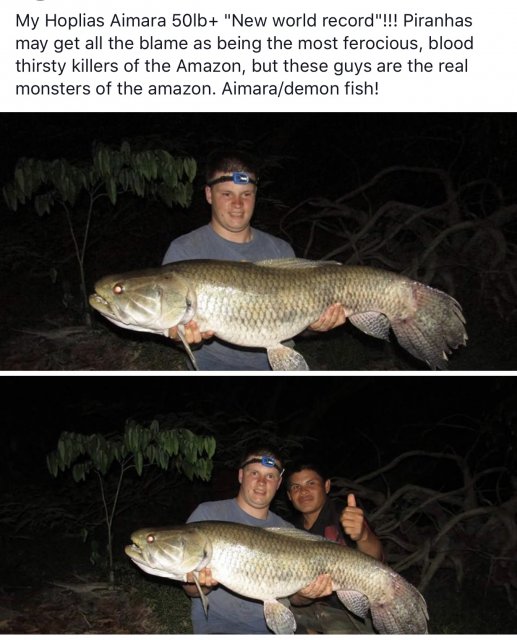 Large aimara | MonsterFishKeepers.com